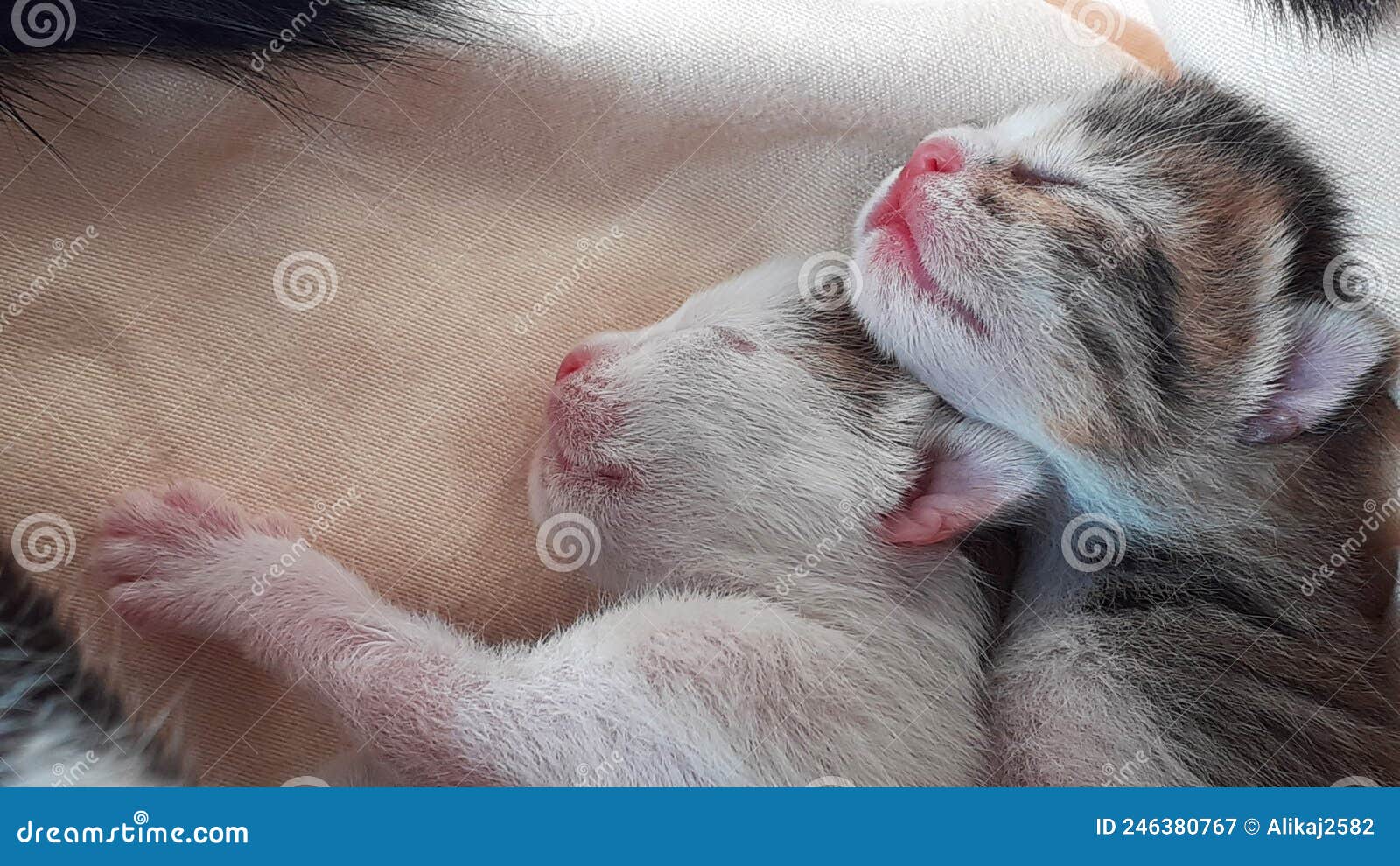 Two Newborn Cat Cubs Sleeping Together Stock Image - Image of animal ...