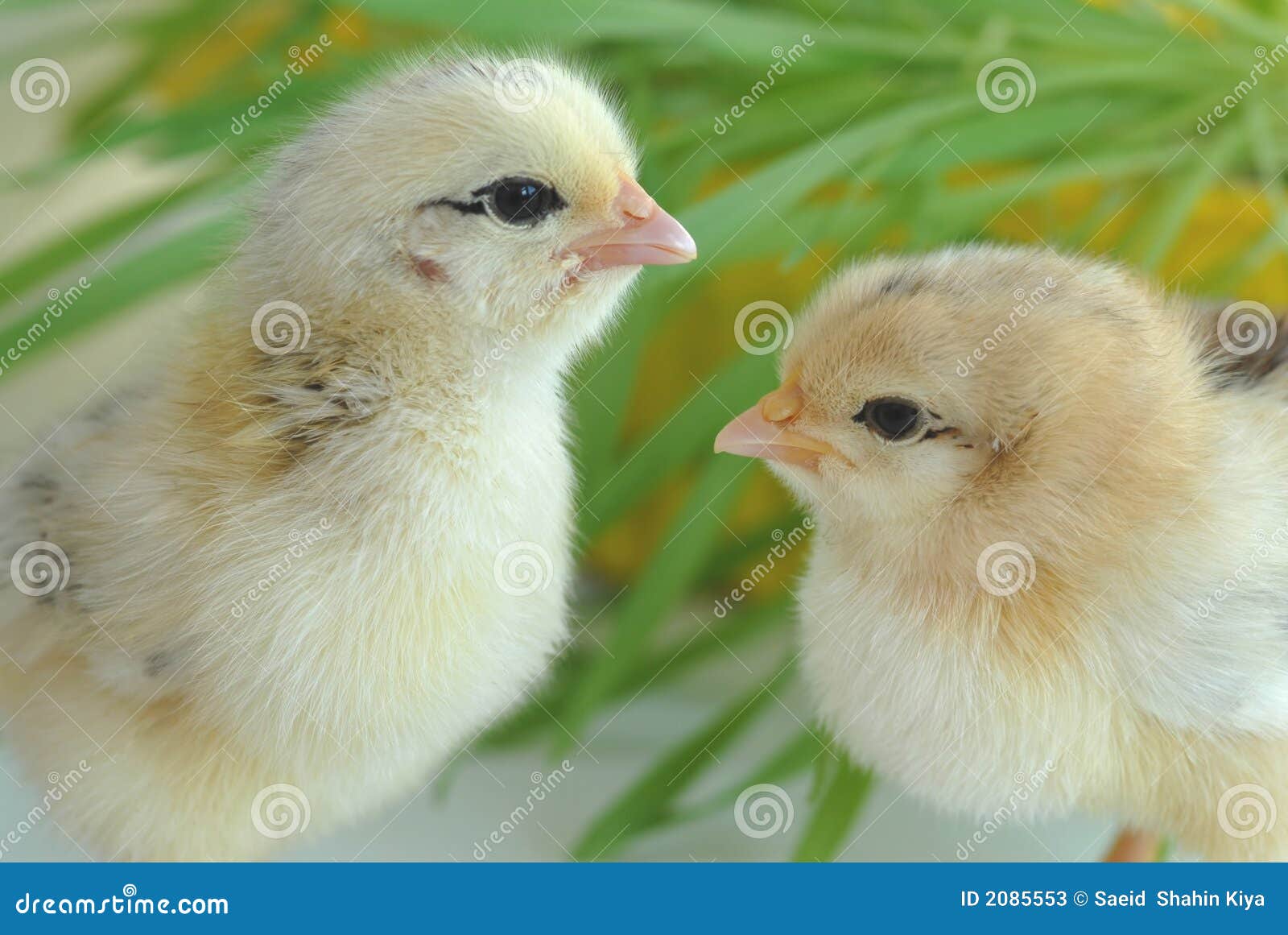 Two newborn chickens stock image. Image of birds, background - 2085553