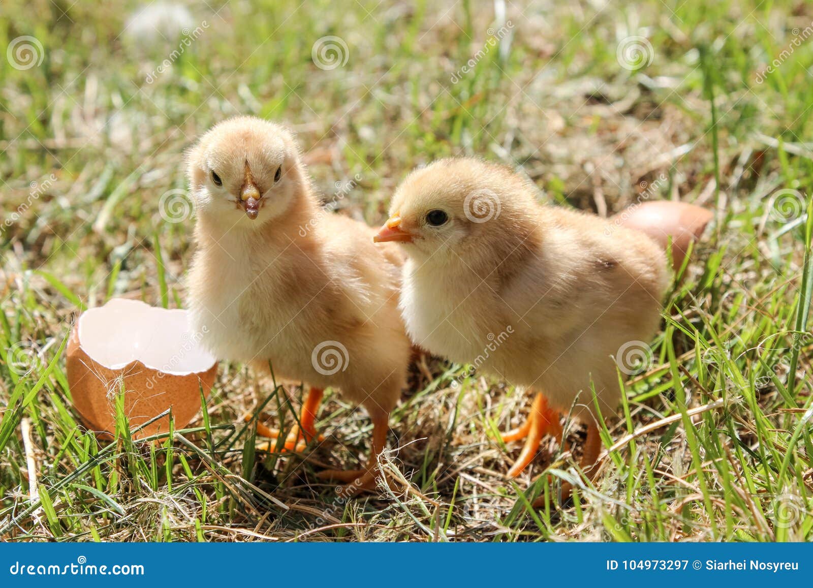 Two Newborn Chickens on Green Grass. Stock Image - Image of hatch ...