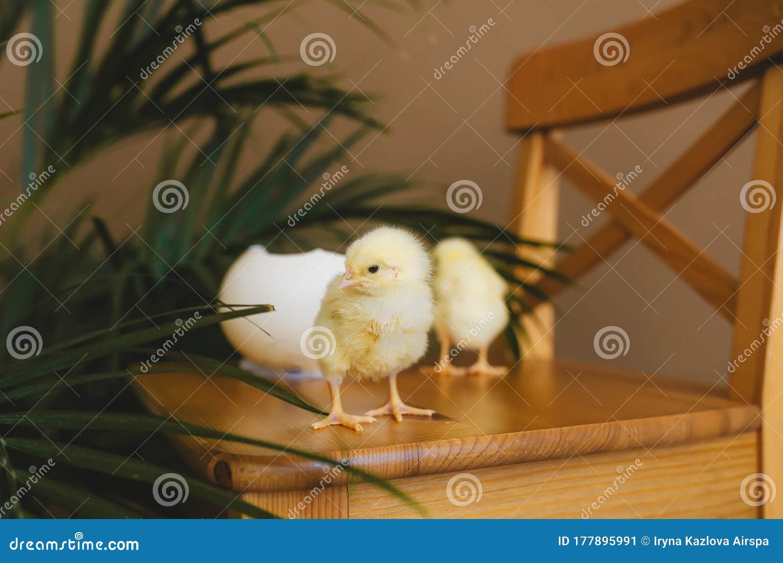 Chickens On Chair Stock Image | CartoonDealer.com #41336011