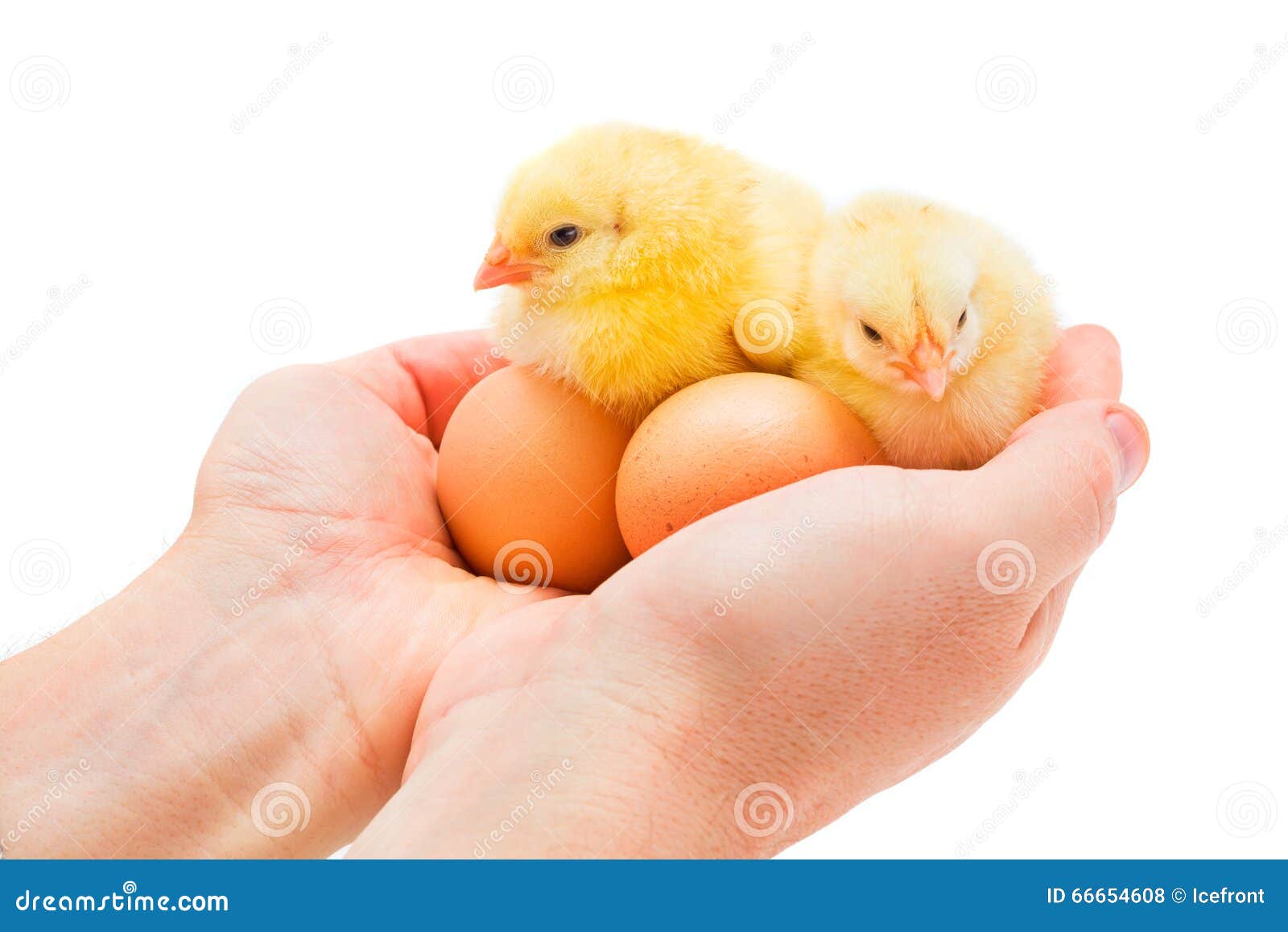 Two Newborn Chickens Sitting in Human Hand Stock Photo - Image of ...