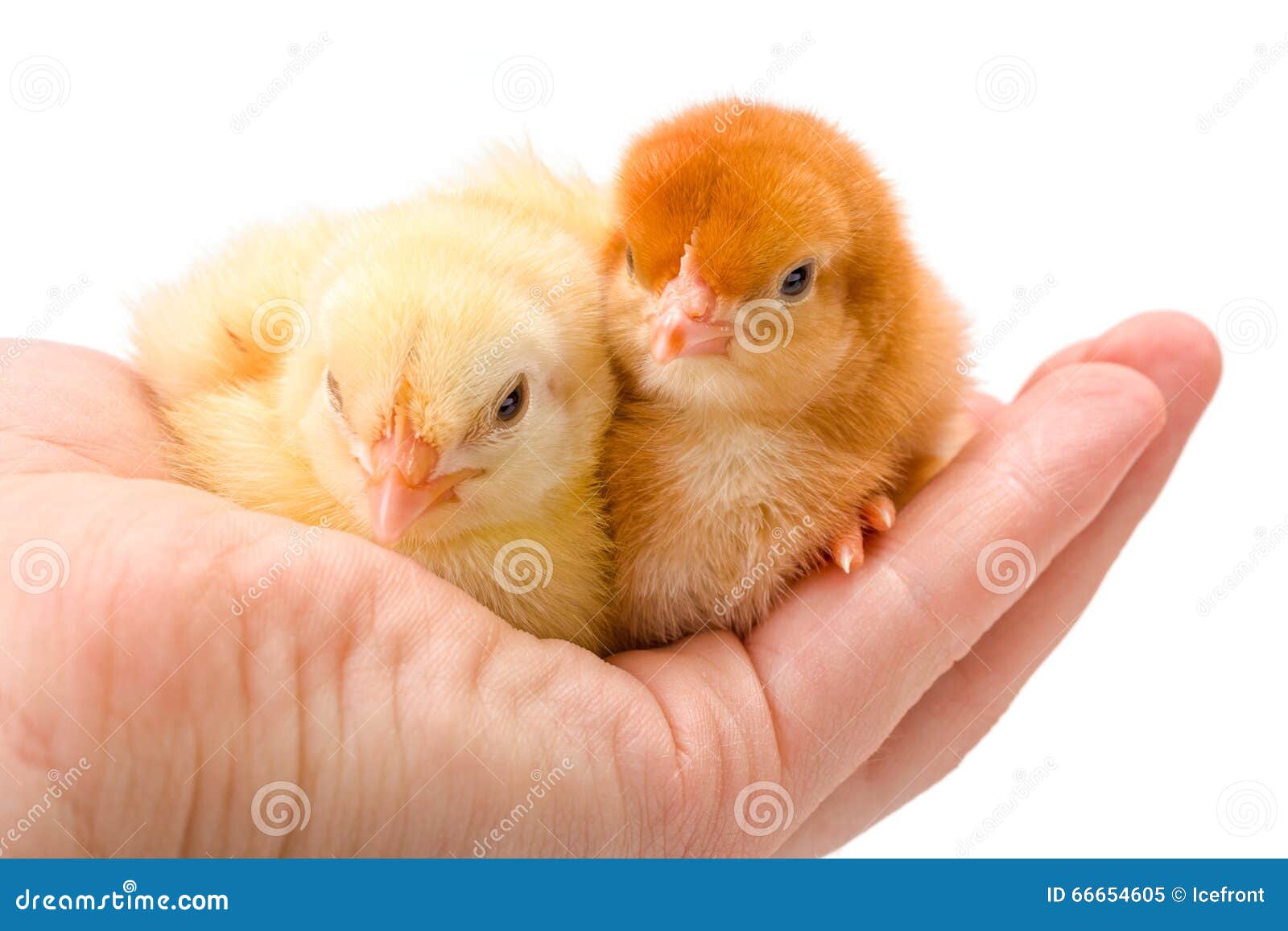 Two Newborn Chickens Sitting in Human Hand Stock Image - Image of ...