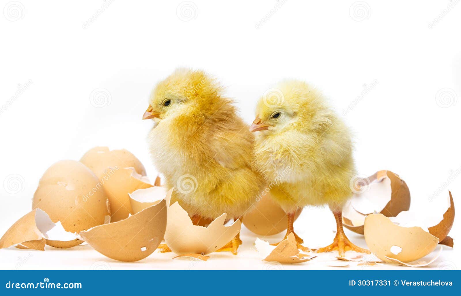 Two newborn chickens stock image. Image of isolation - 30317331
