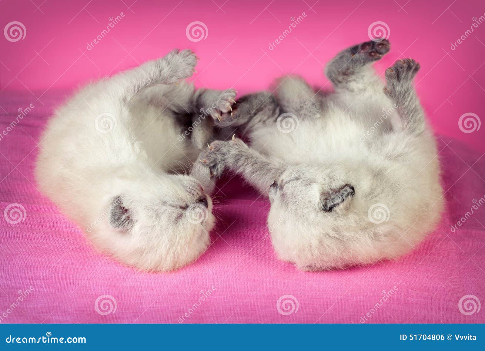 Two newborn kittens stock photo. Image of lying, couple - 51704806