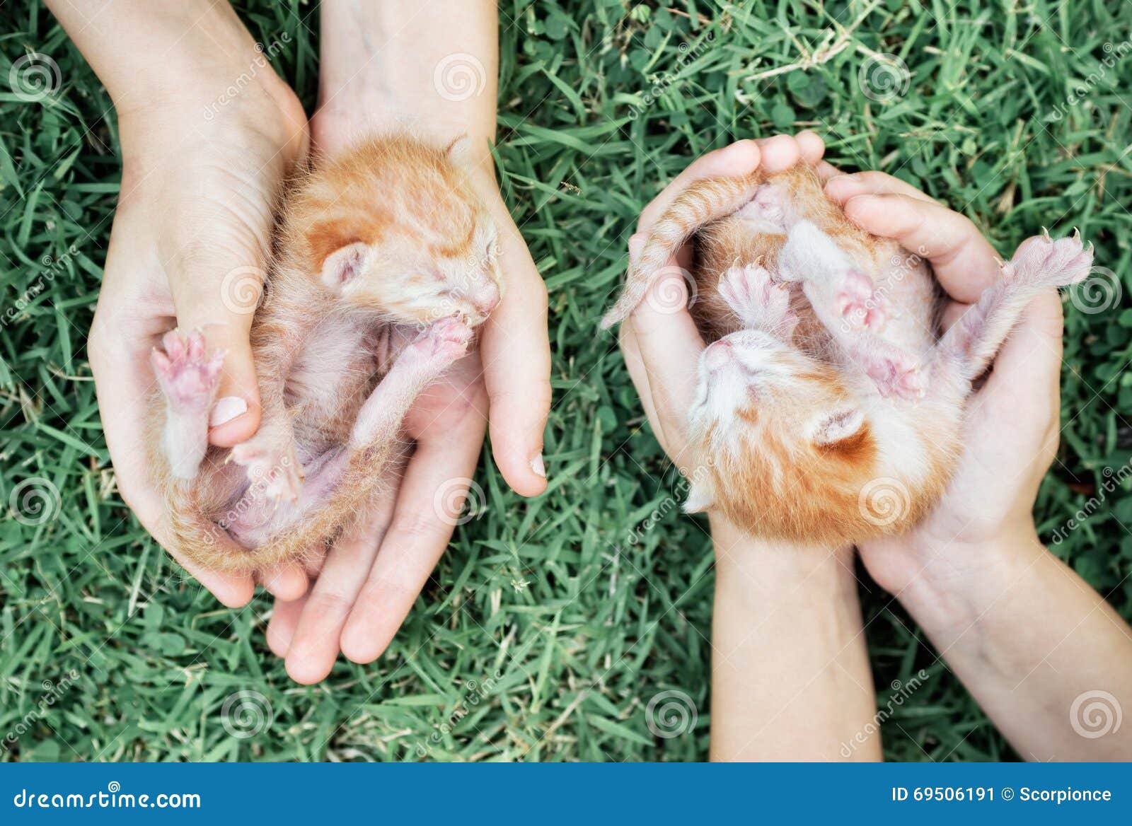 Two Newborn Kittens in Hands Stock Image - Image of baby, nature: 69506191