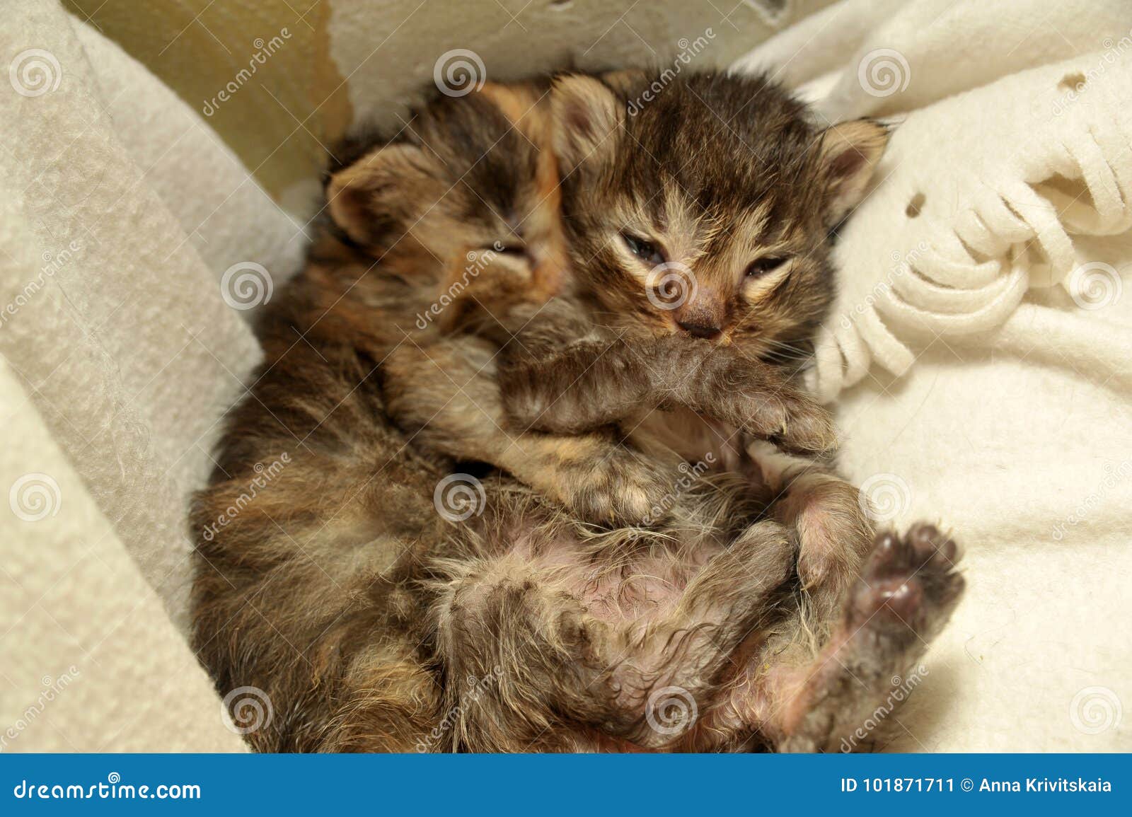 Two Newborn Kittens are Lying Stock Image - Image of breed, pretty ...