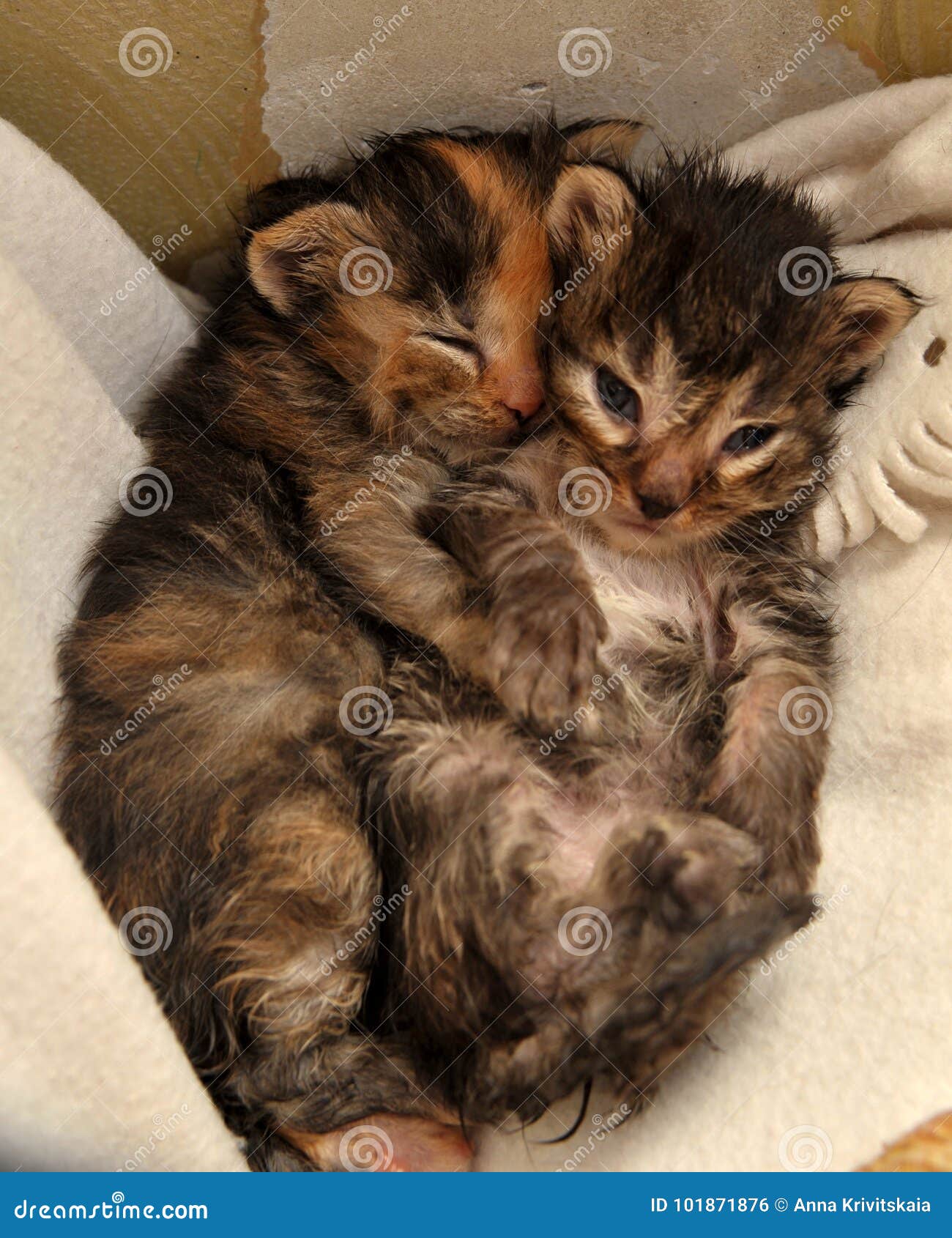 Two Newborn Kittens are Lying Stock Photo - Image of pair, cats: 101871876