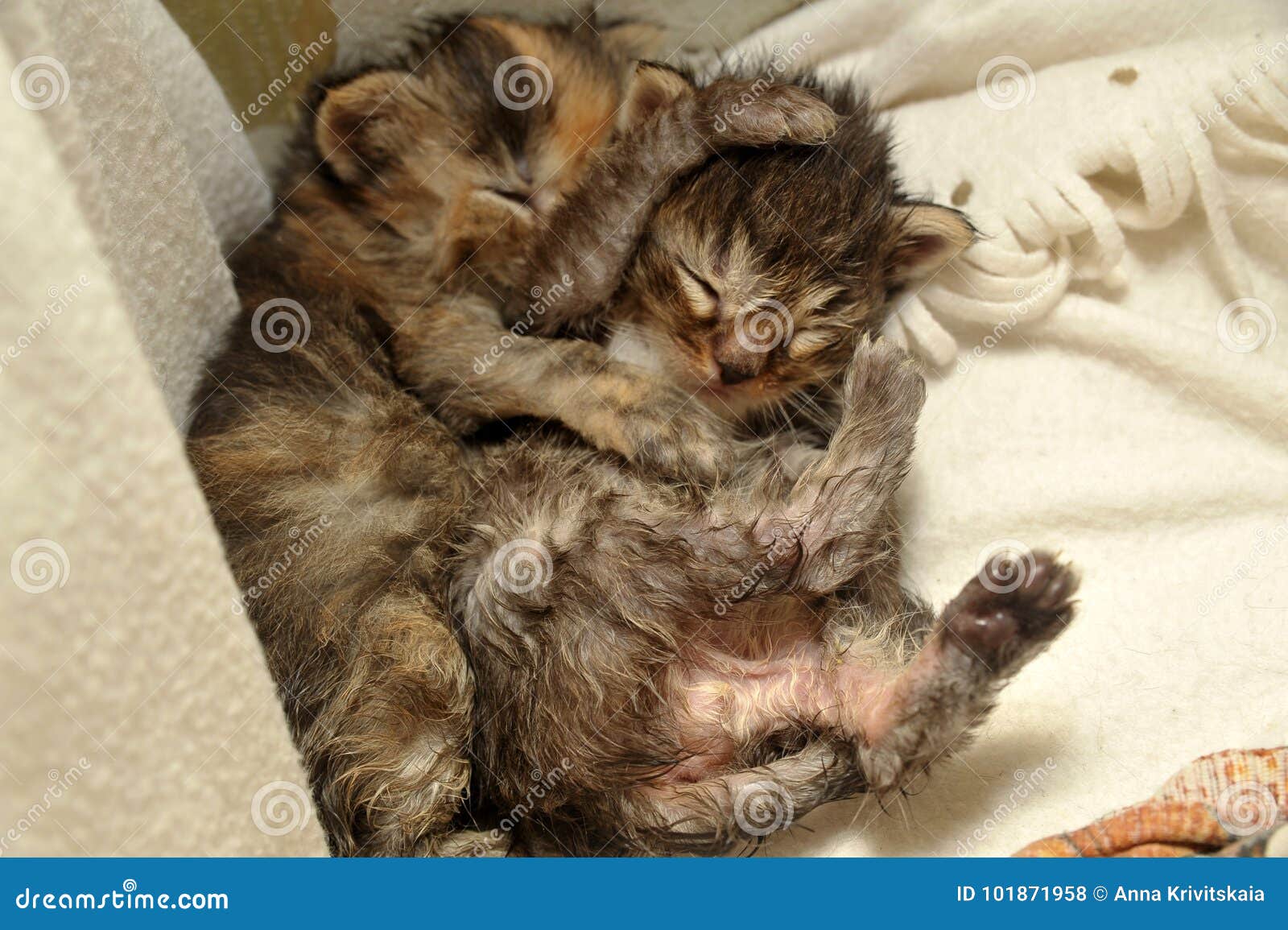 Two Newborn Kittens are Lying Stock Photo - Image of cute, newborn ...