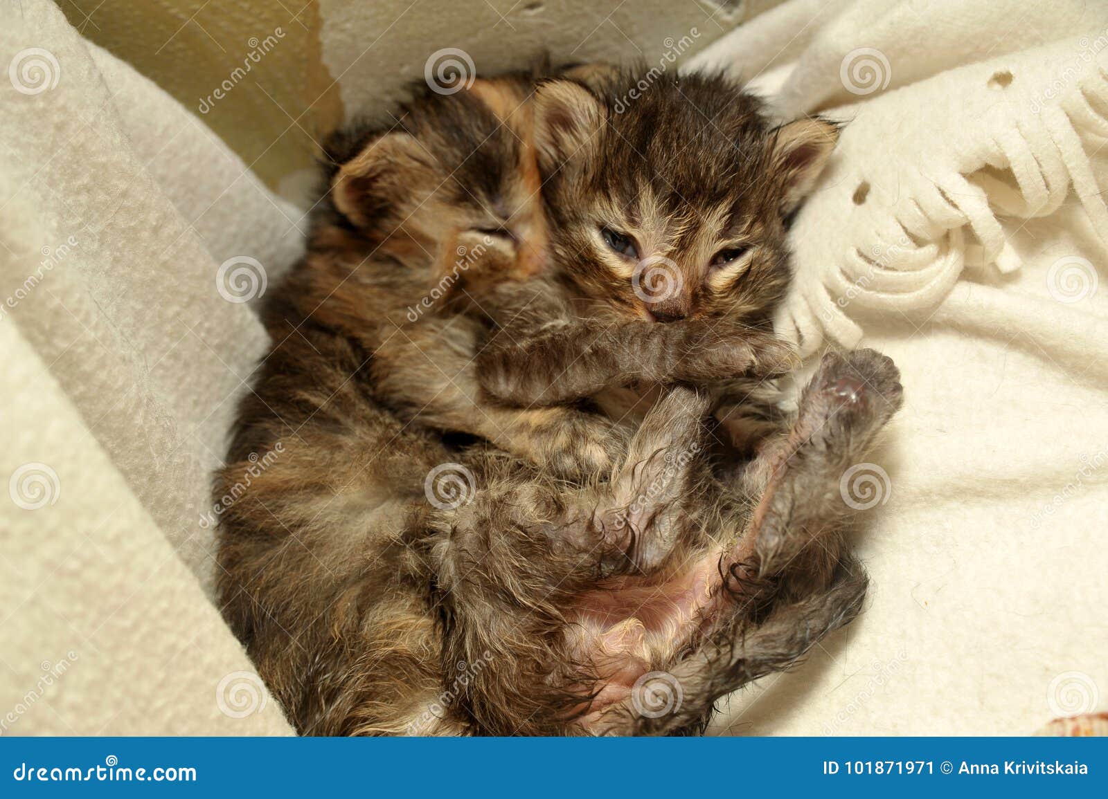Two Newborn Kittens are Lying Stock Image - Image of rest, baby: 101871971