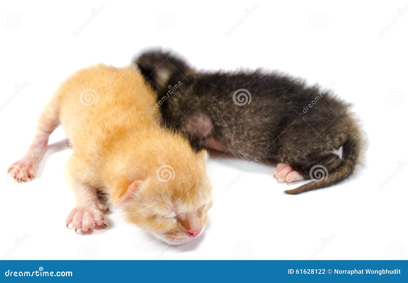 Two Newborn Kittens stock photo. Image of looking, small - 61628122