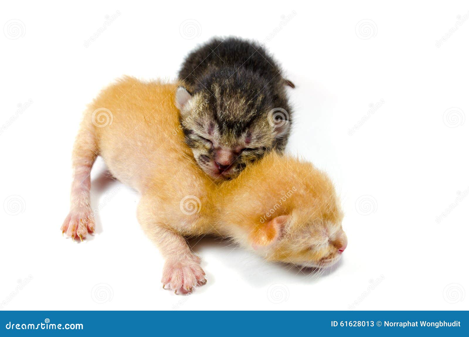 Two Newborn Kittens stock image. Image of charming, lament - 61628013