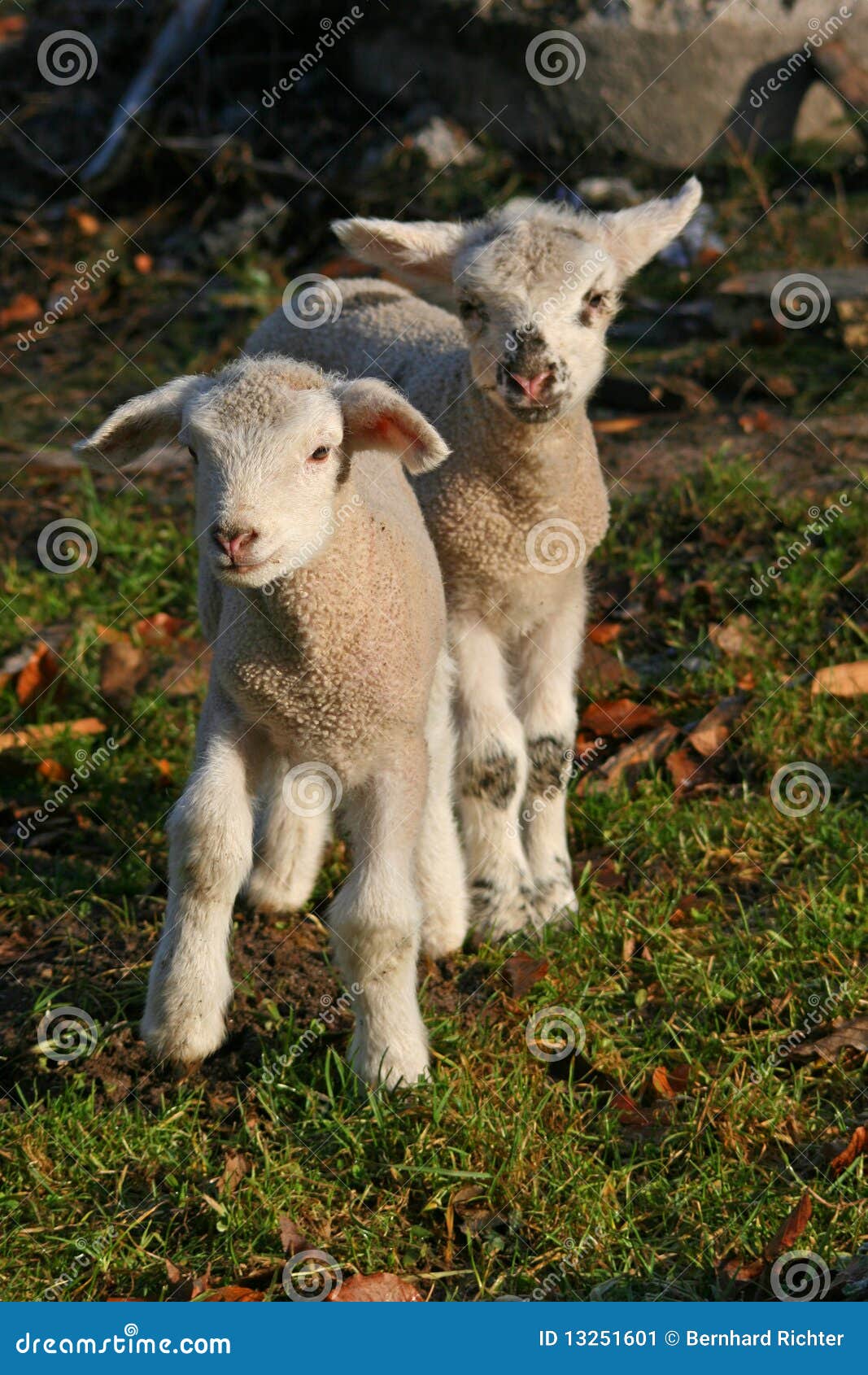 Two newborn lambs stock image. Image of grazing, looking - 13251601