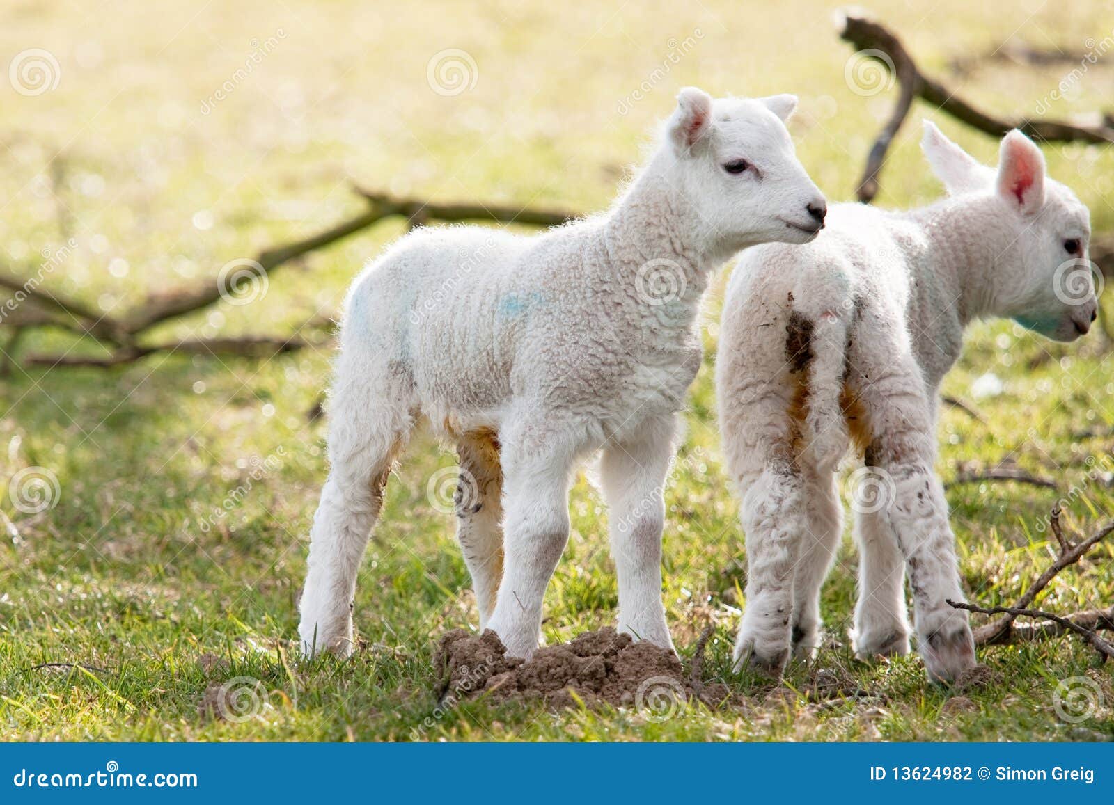 Two Newborn Lambs stock photo. Image of lamb, outdoor - 13624982