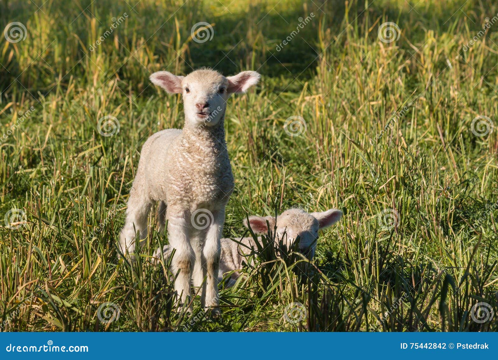 Two Newborn Lambs on Meadow Stock Photo - Image of lambs, basking: 75442842