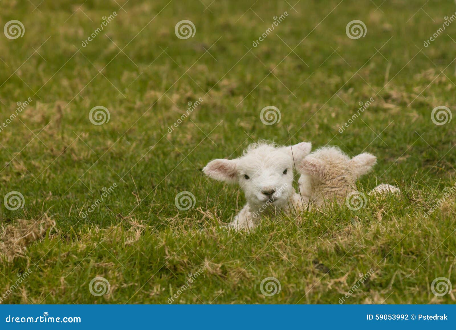 Two Newborn Lambs Resting on Grass Stock Photo - Image of sheep, woolly ...