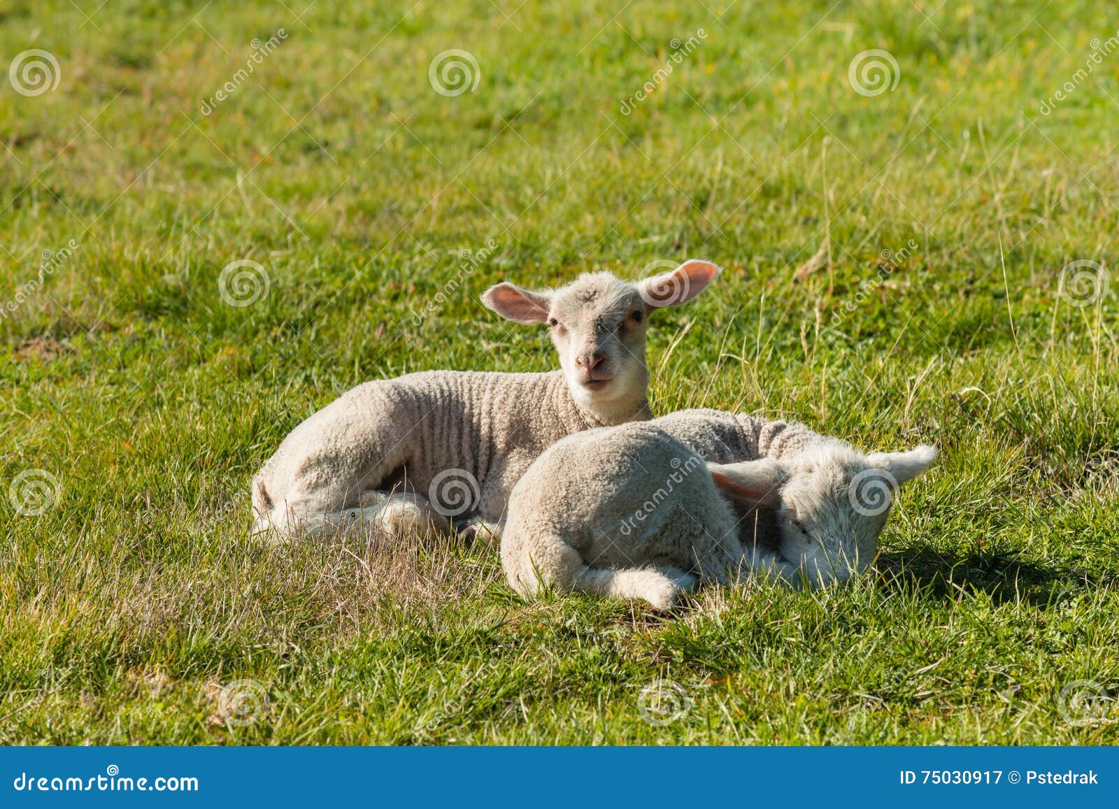 Two Newborn Lambs Resting on Meadow Stock Image - Image of white, cute ...