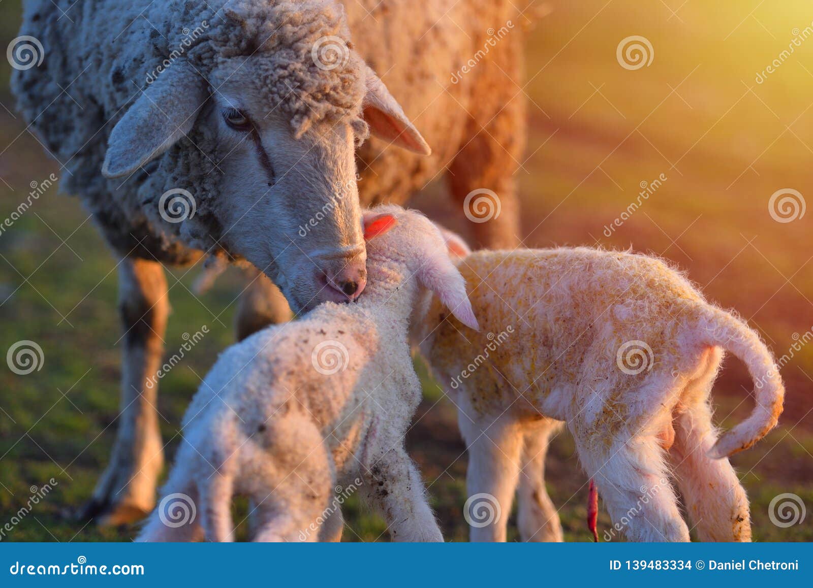 Two Newborn Lambs and Sheep on Field in Warm Sunset Light Stock Photo ...
