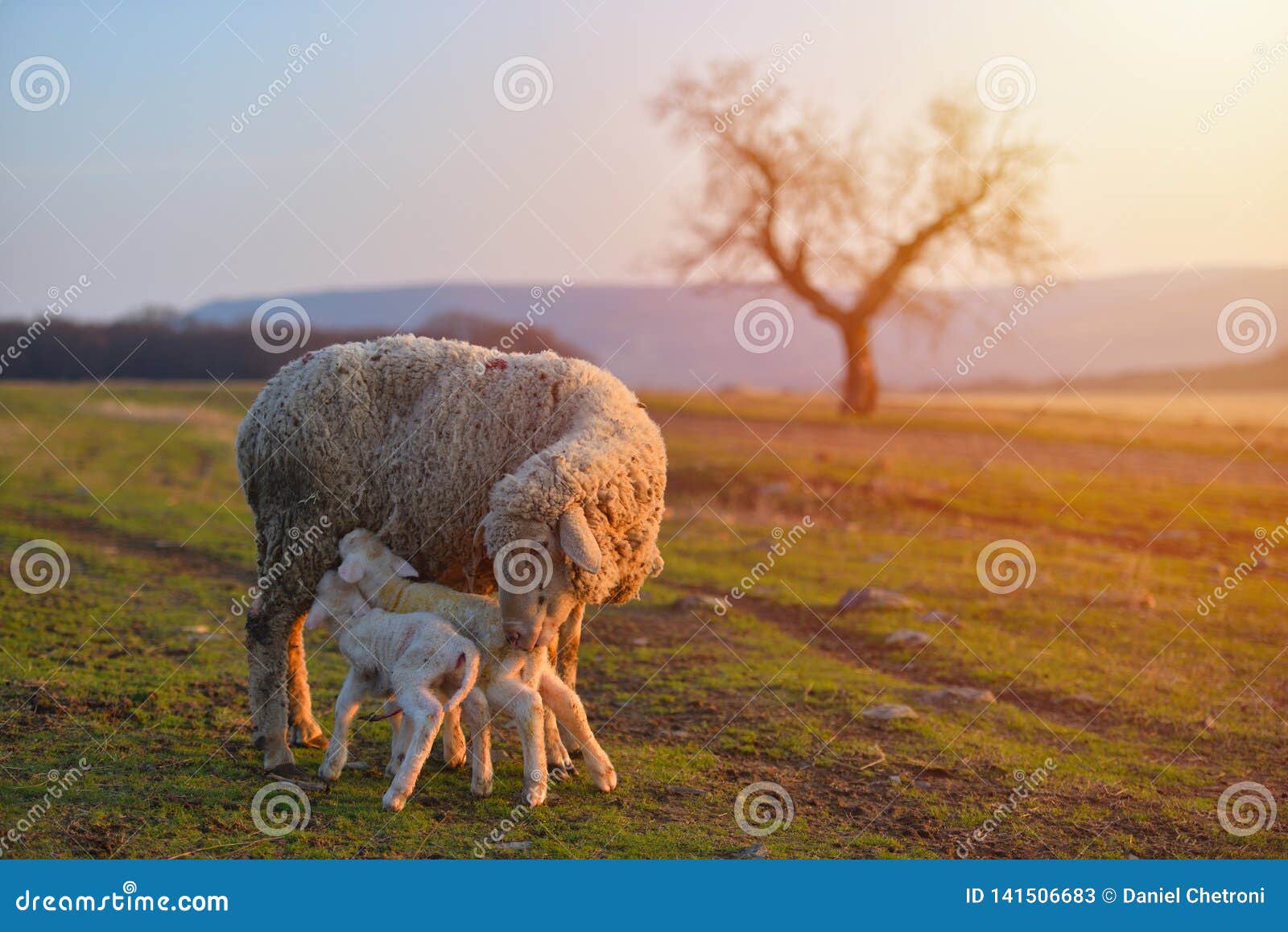 Two Newborn Lambs and Sheep on Field in Warm Sunset Light Stock Image ...