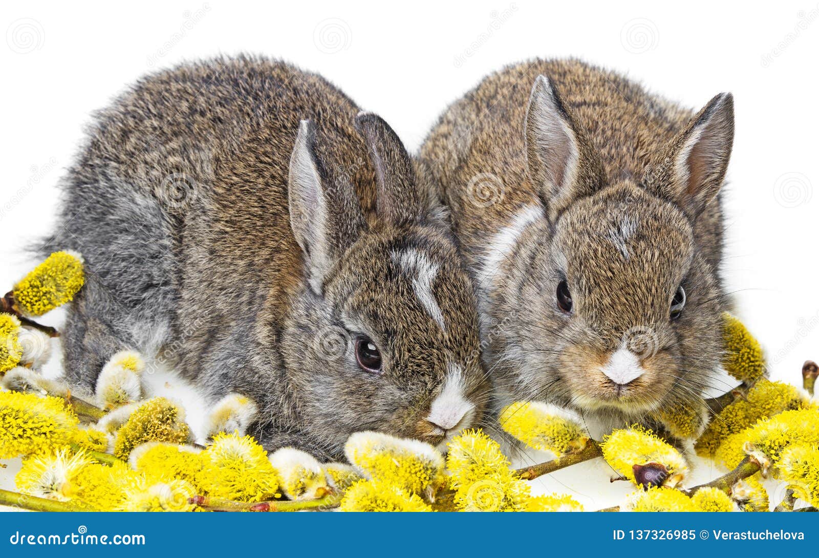 Two newborn rabbits stock image. Image of bunny, awake - 137326985
