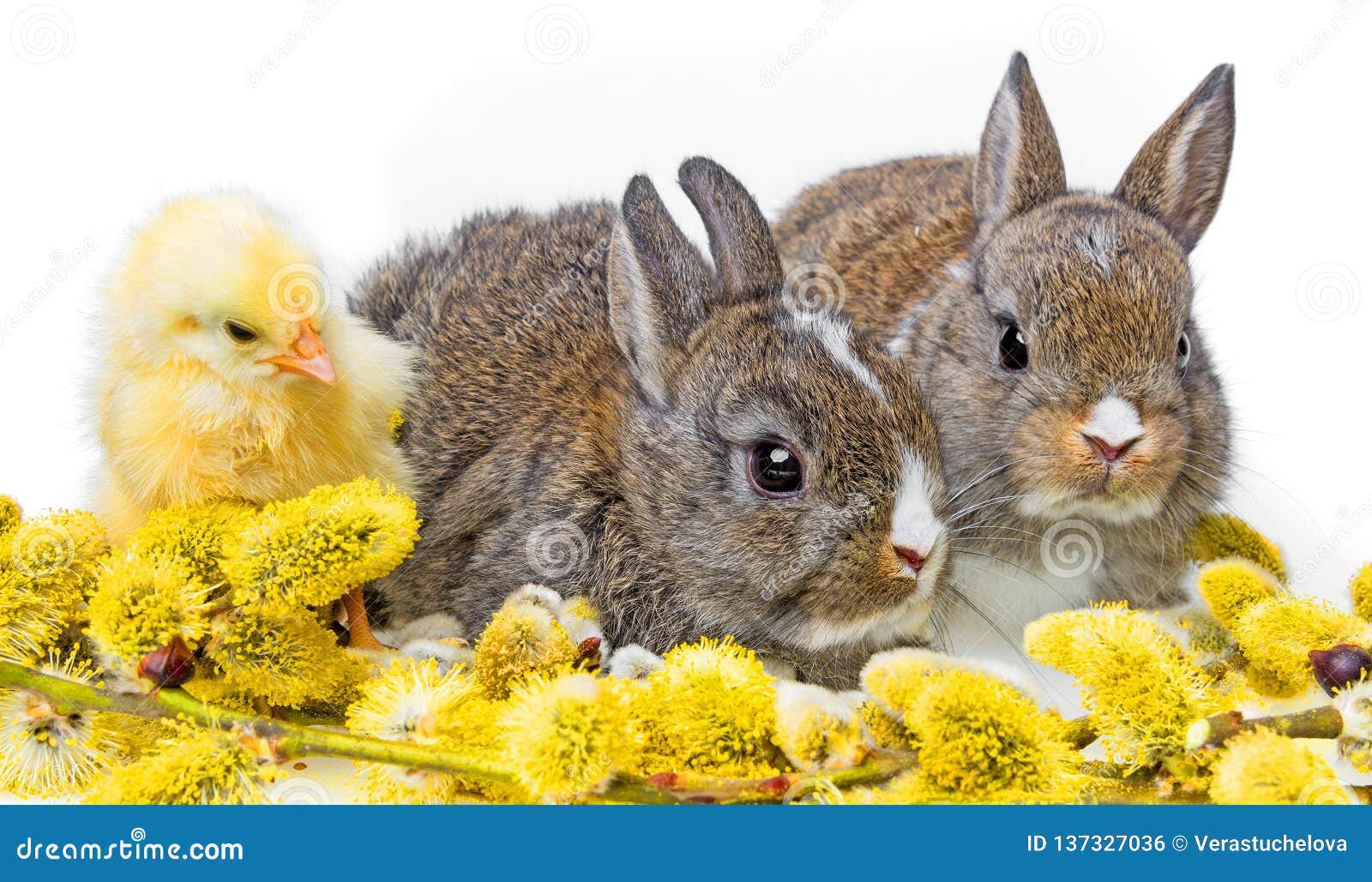 Two newborn rabbits stock photo. Image of flowery, friendly - 137327036