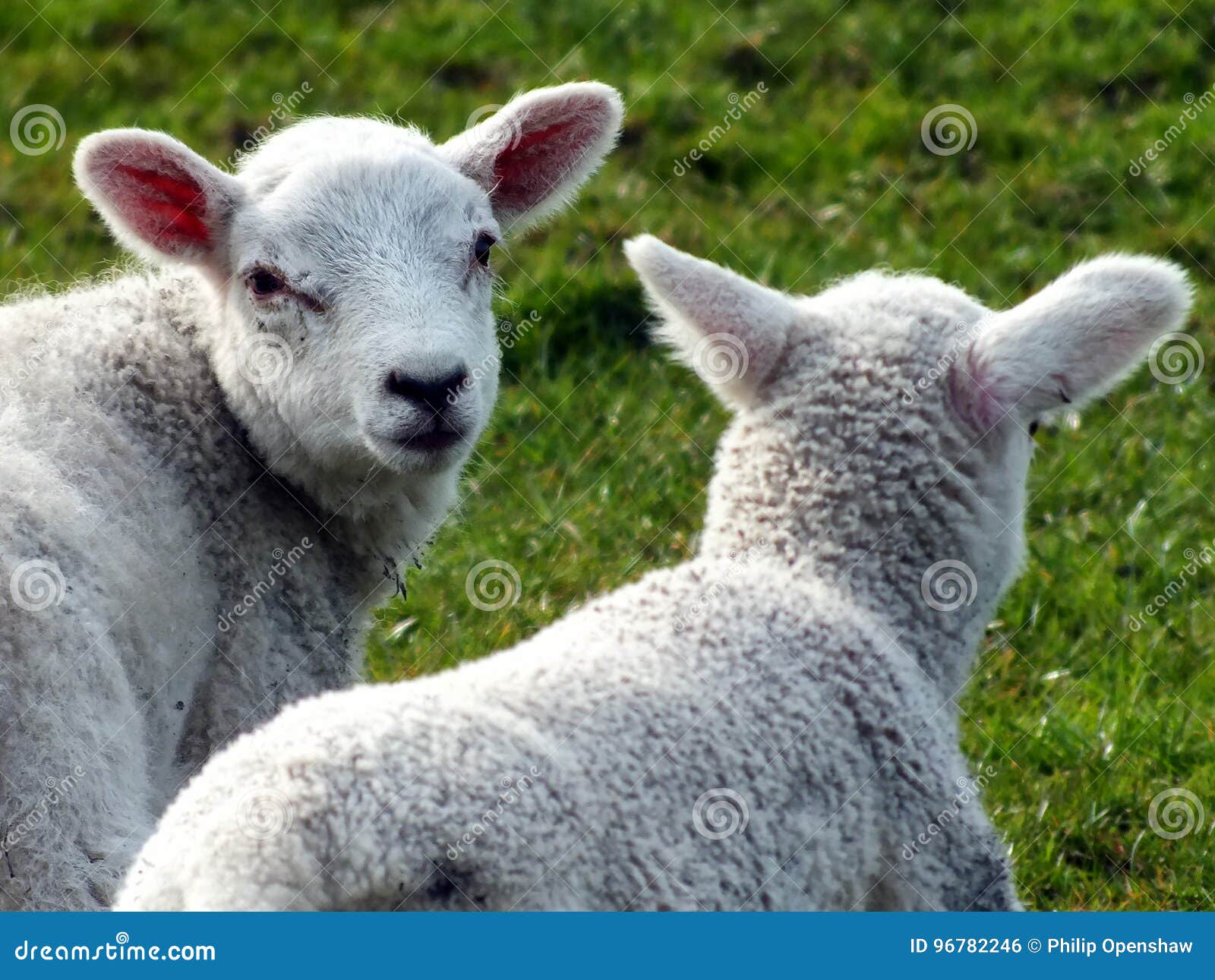 Two Newborn Spring Lambs in Closeup on Grass Stock Photo - Image of ...