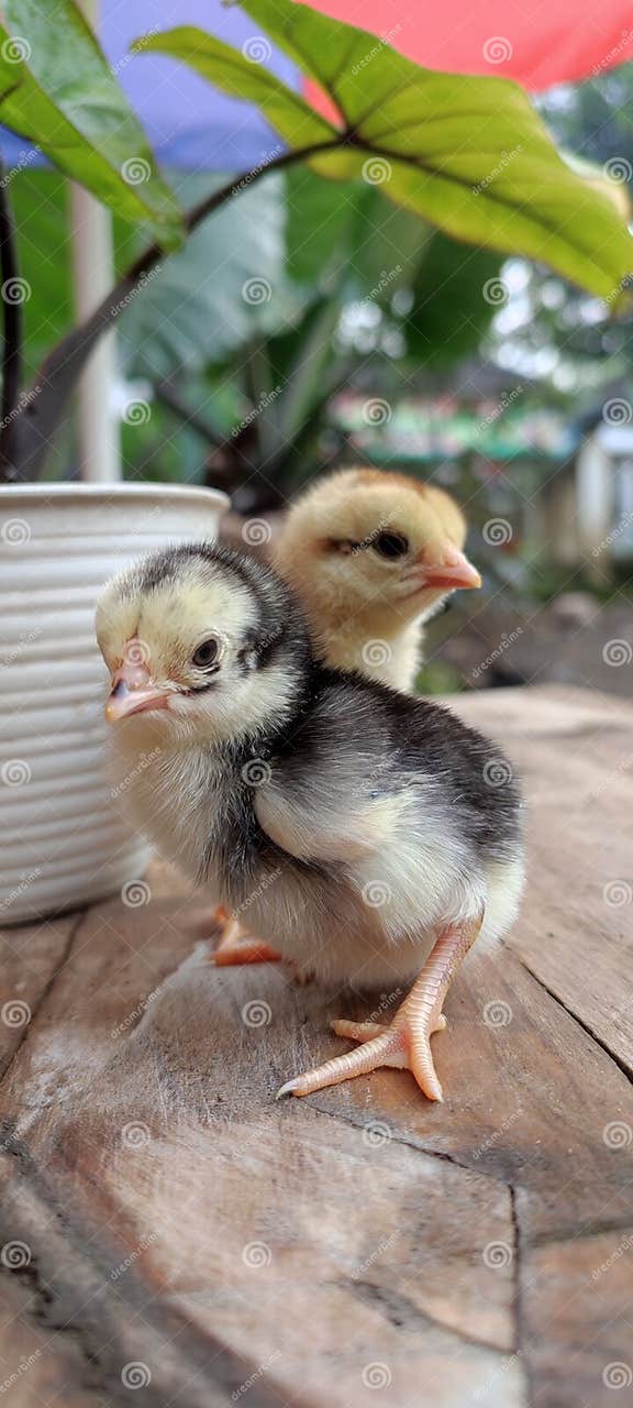 Two newly hatched chicks stock photo. Image of poultry - 263503798