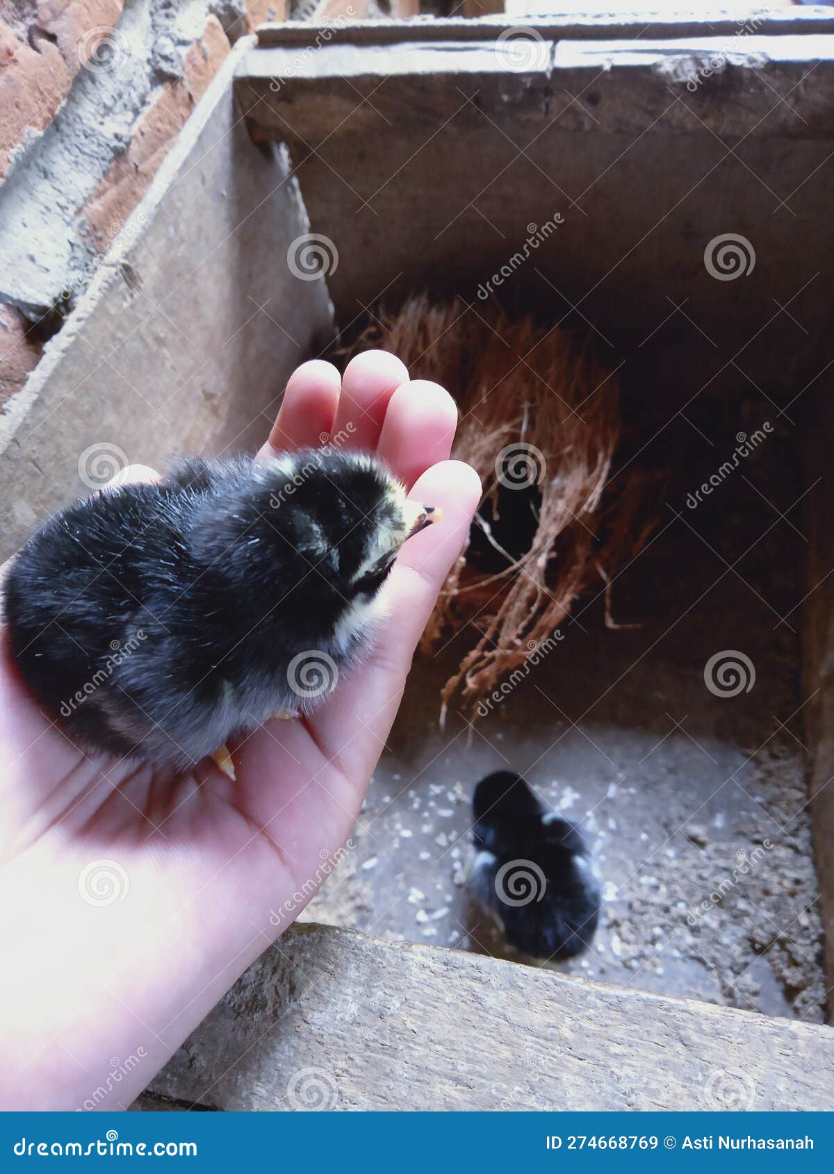 Two Newly Hatched and Very Cute Chicks Stock Image - Image of hatched ...