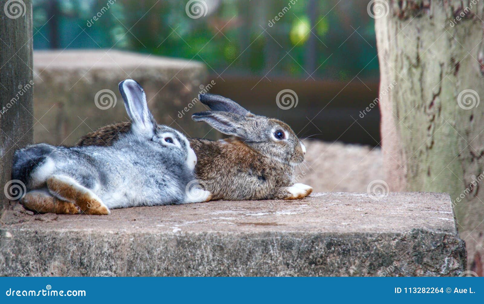 Two chilled rabbits stock photo. Image of side, rabbits - 113282264