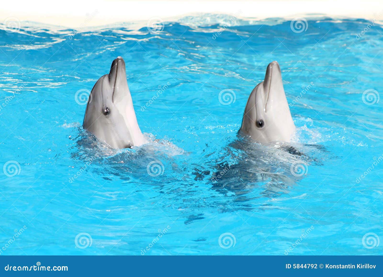 Two nice dolphins stock photo. Image of mammal, pool, dolphinarium ...