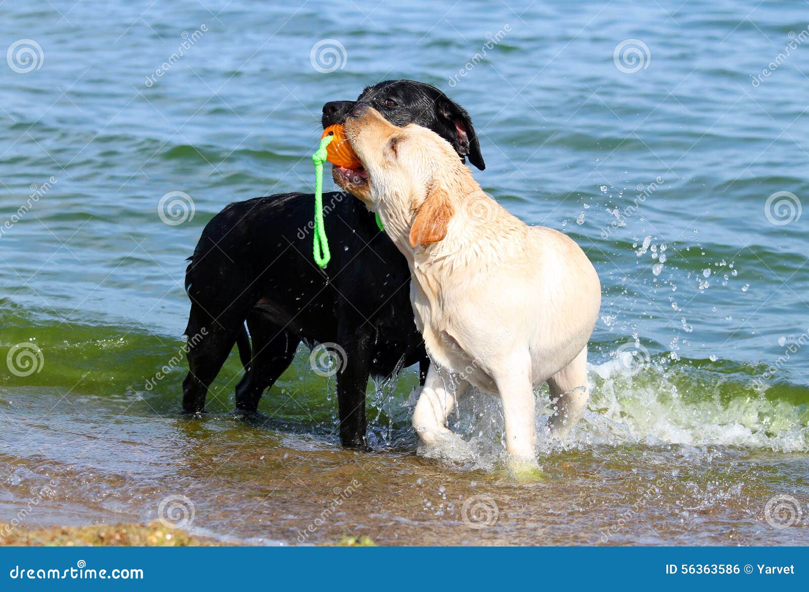 Two Nice Labradors at the Sea Playing with a Ball Stock Photo - Image ...