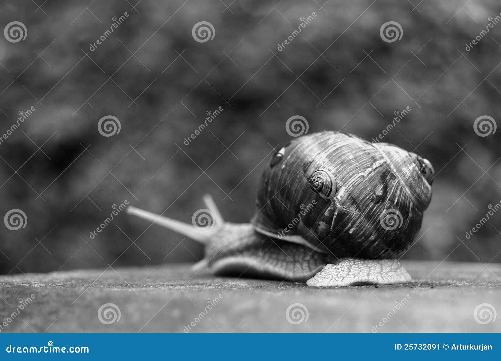 Two nice snails stock image. Image of couple, house, gardening - 25732091