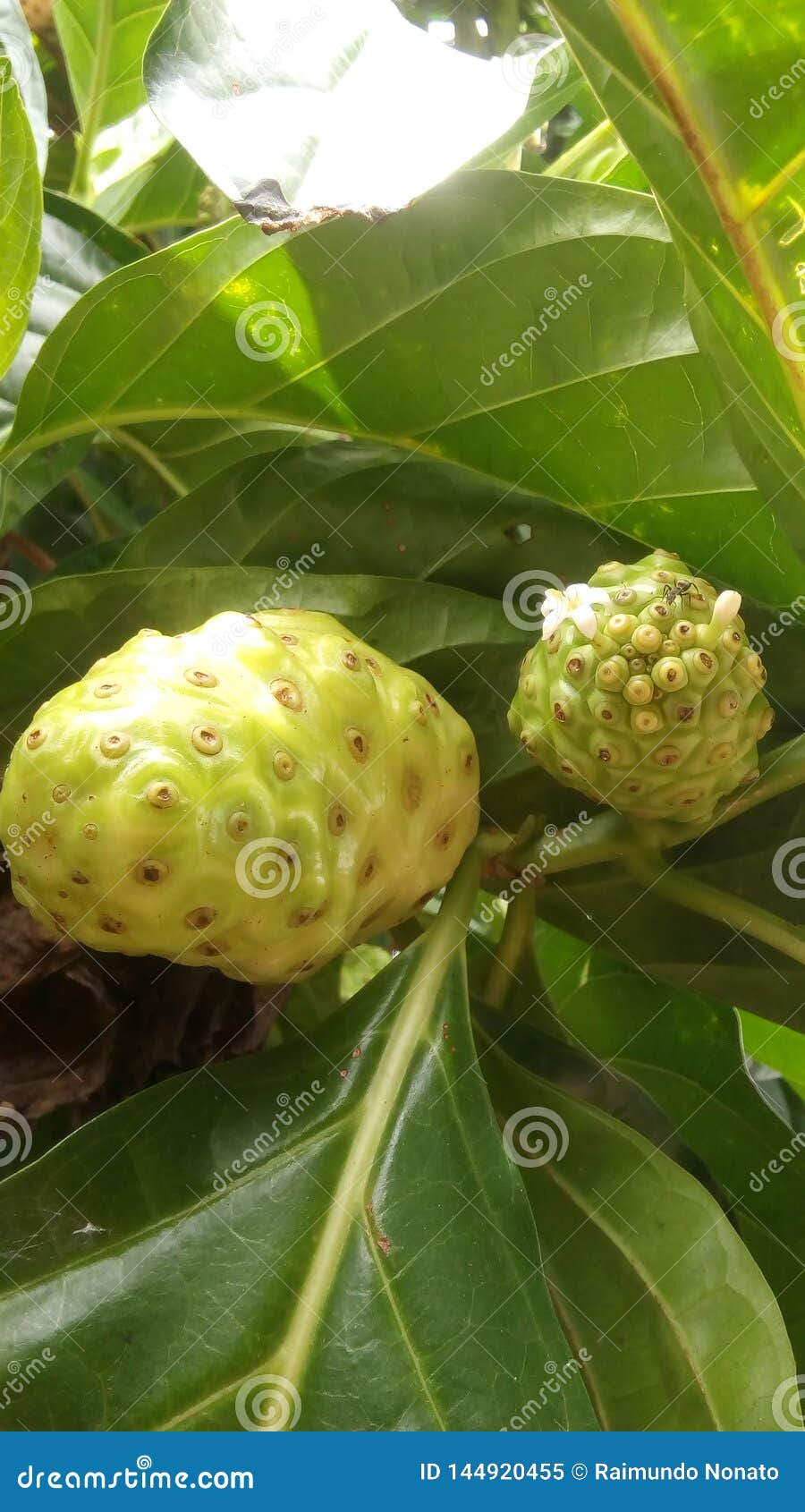Two noni fruit stock image. Image of plant, fruit, nature - 144920455
