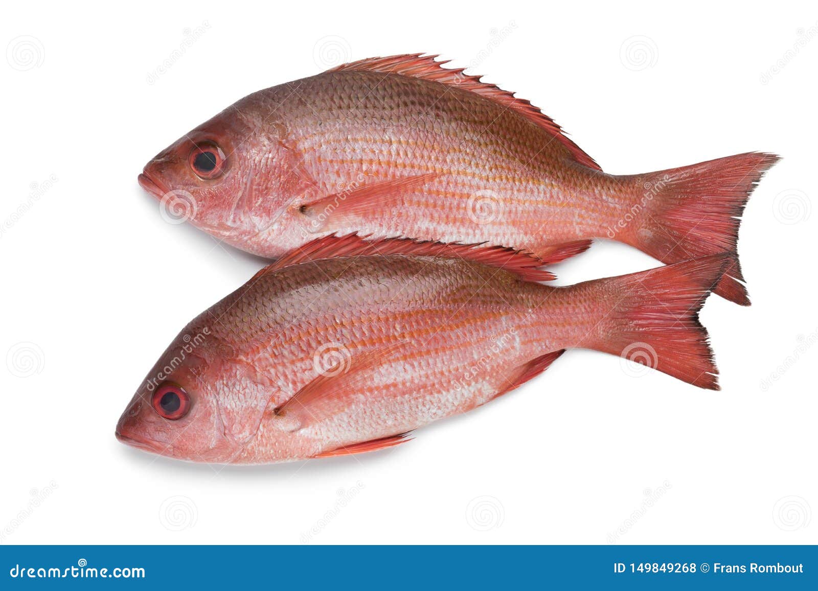 Two Northern red snappers stock photo. Image of food - 149849268