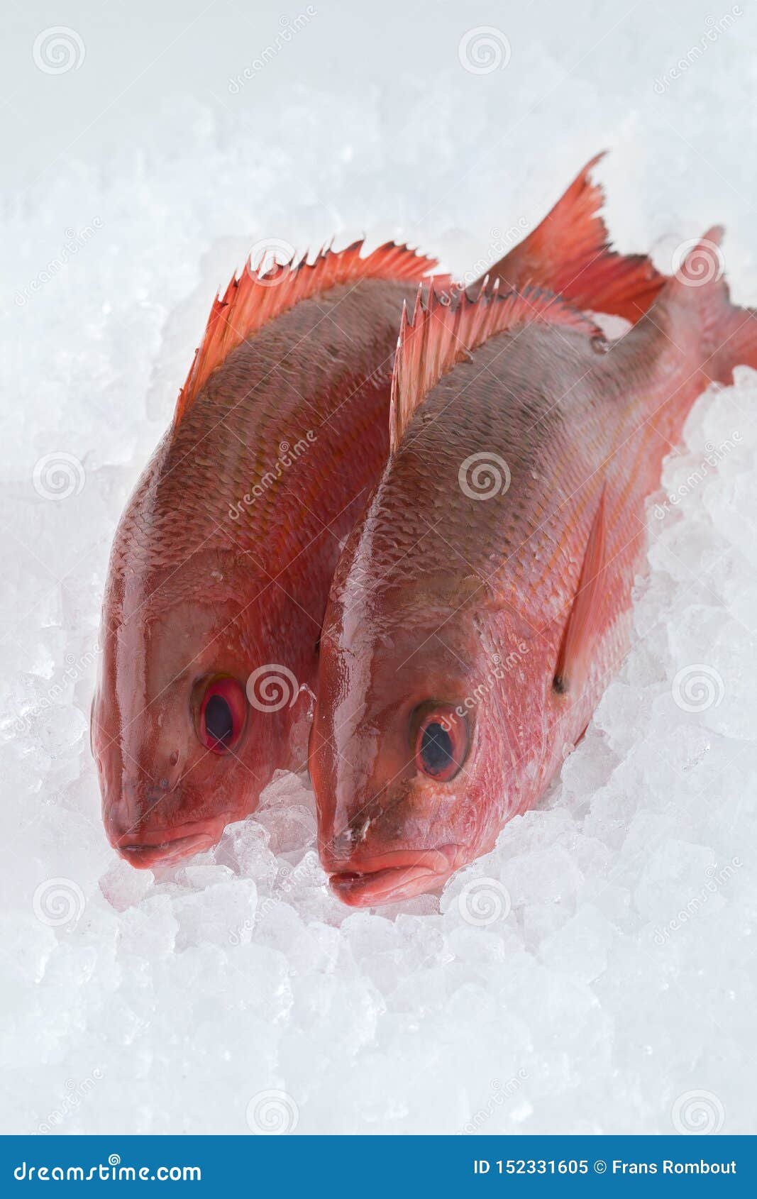 Two Northern Red Snappers on Ice Stock Image - Image of snappers, close ...