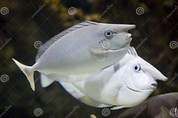Two nose fishes stock image. Image of colors, horizontal - 7387829