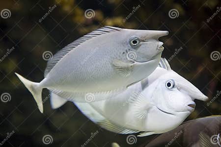 Two nose fishes stock image. Image of colors, horizontal - 7387829
