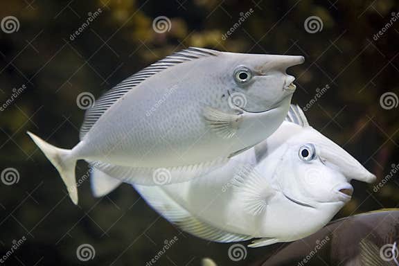 Two nose fishes stock image. Image of colors, horizontal - 7387829