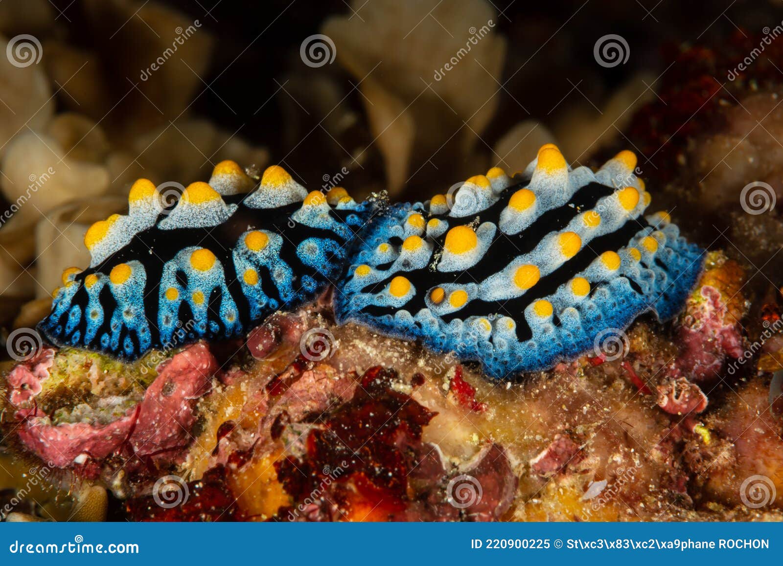 Two Nudibranch Sea Slug Tula Phyllidia Stock Image - Image of animal ...