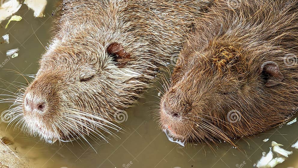 Two Nutria are Sleeping in a Pool of Water. Stock Photo - Image of ...