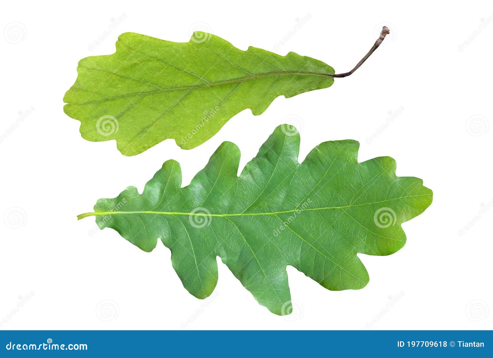 Two oak leaf stock photo. Image of macro, foliage, colorful - 197709618