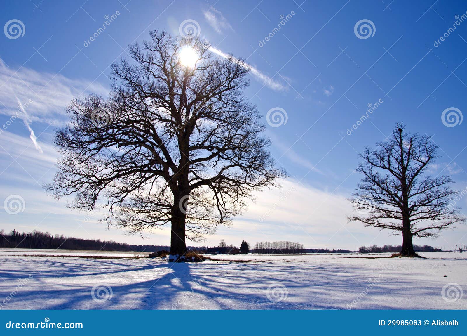 Two Oak Tree on Snow Field in Winter Stock Image - Image of shadow ...