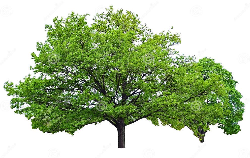 Two oak trees stock photo. Image of bright, environmental - 19798986