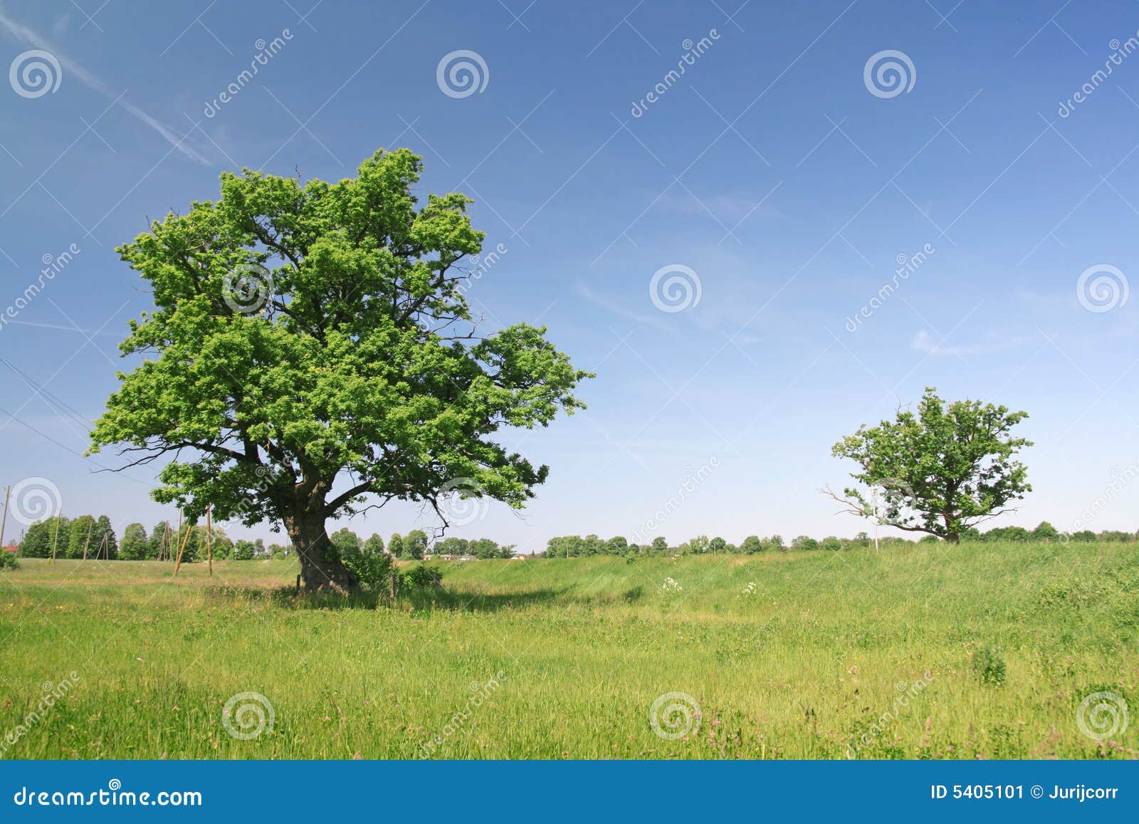 Two oak trees stock image. Image of environment, branches - 5405101