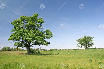 Two oak trees stock image. Image of environment, branches - 5405101