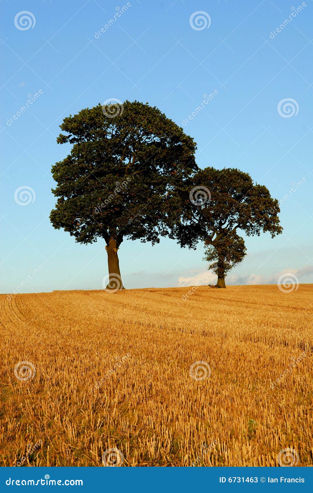 Two Oak Trees in Autumn Scene Stock Image - Image of golden, trees: 6731463