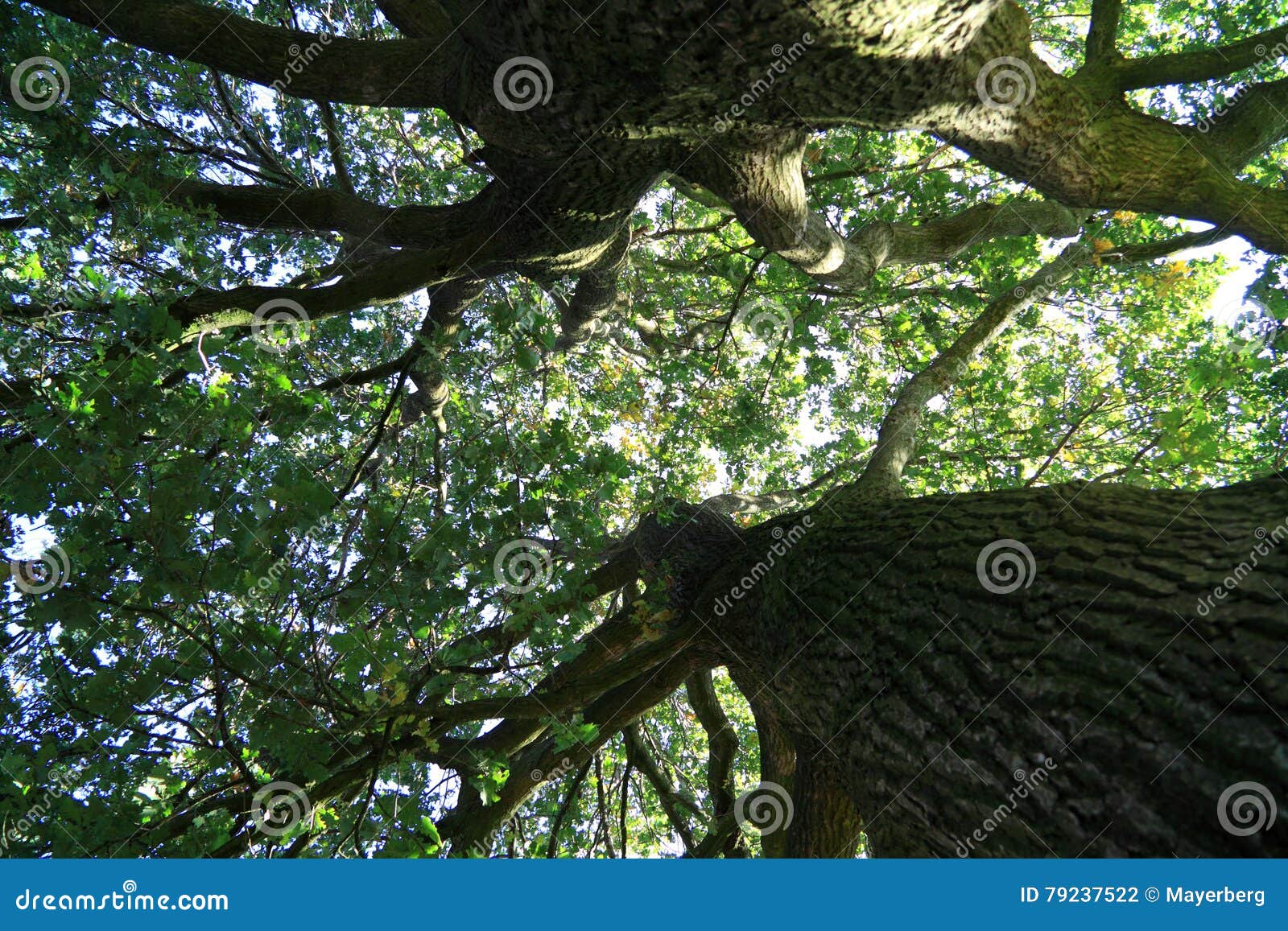 Two oak trees stock photo. Image of oxygen, plant, background - 79237522