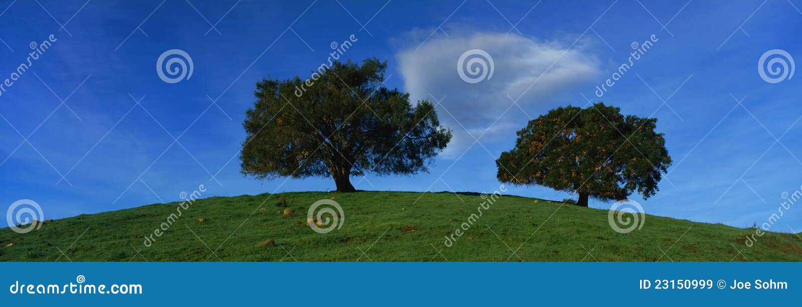 Two oak trees on hill stock image. Image of landscape - 23150999