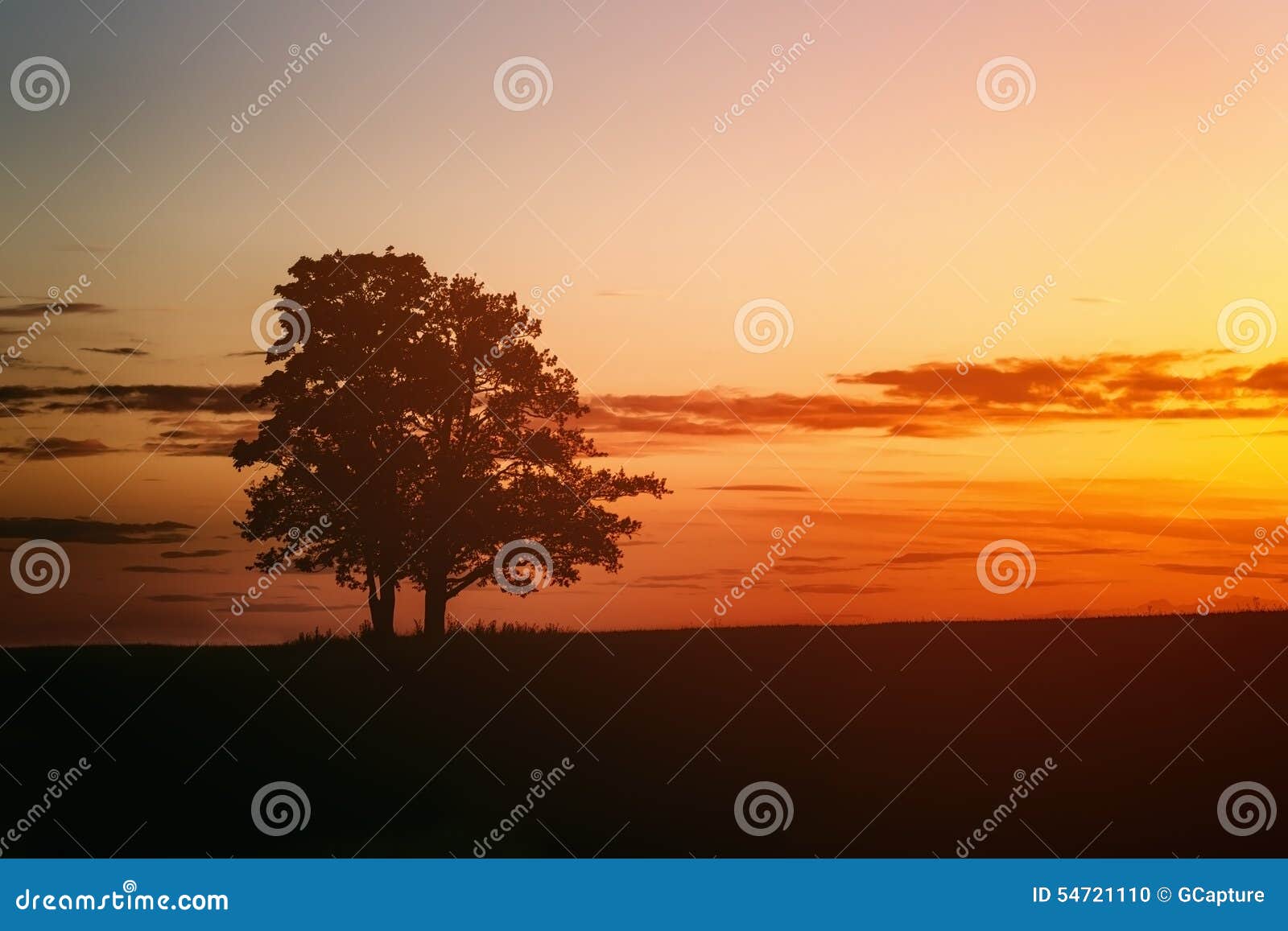 Two Oak Trees Silhouette in Sunset on Field Stock Photo - Image of ...
