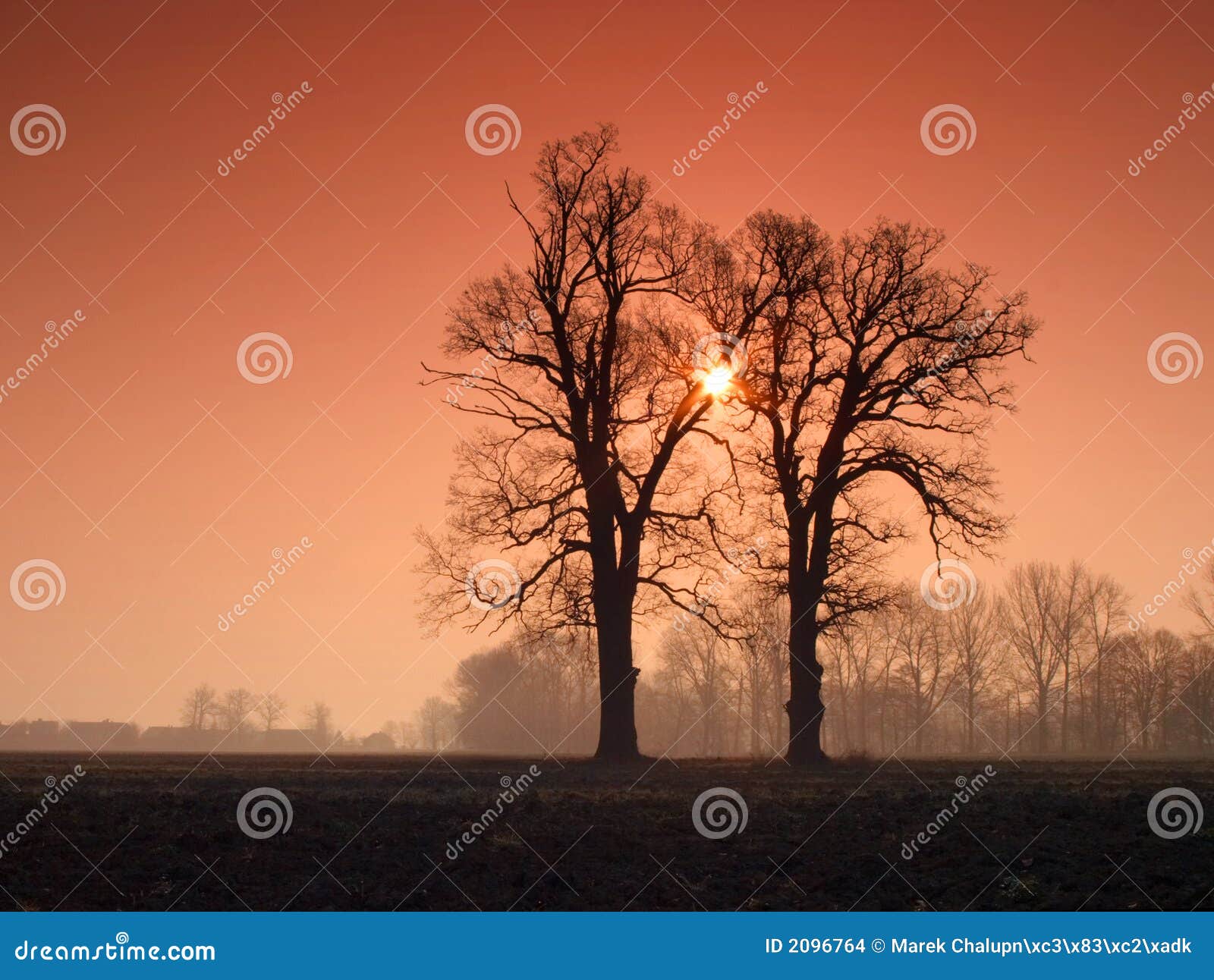 Two oaks stock photo. Image of landscape, spring, growing - 2096764