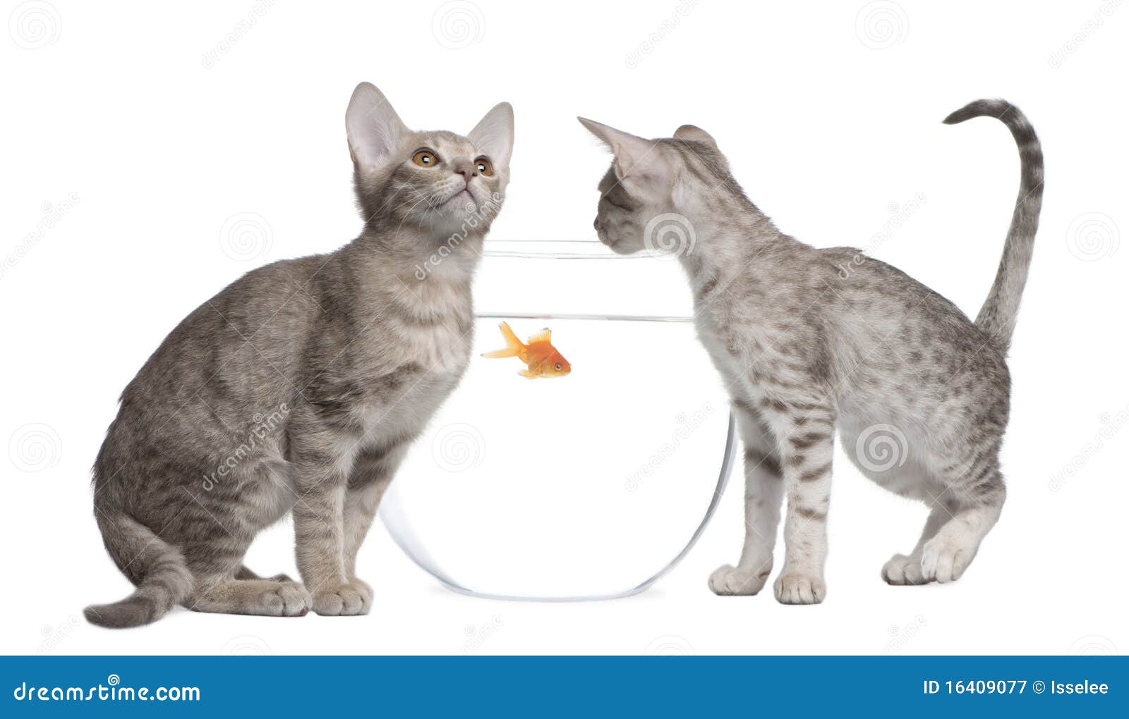 Two Ocicat Cats Looking at Fishbowl Stock Image - Image of aquarium ...